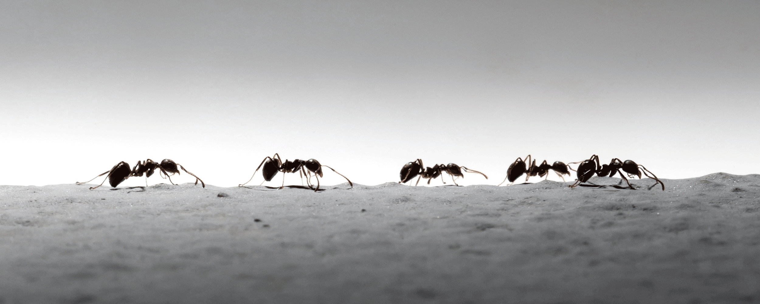 Swirr Myrdosa – Nordisk Alkali Sweden